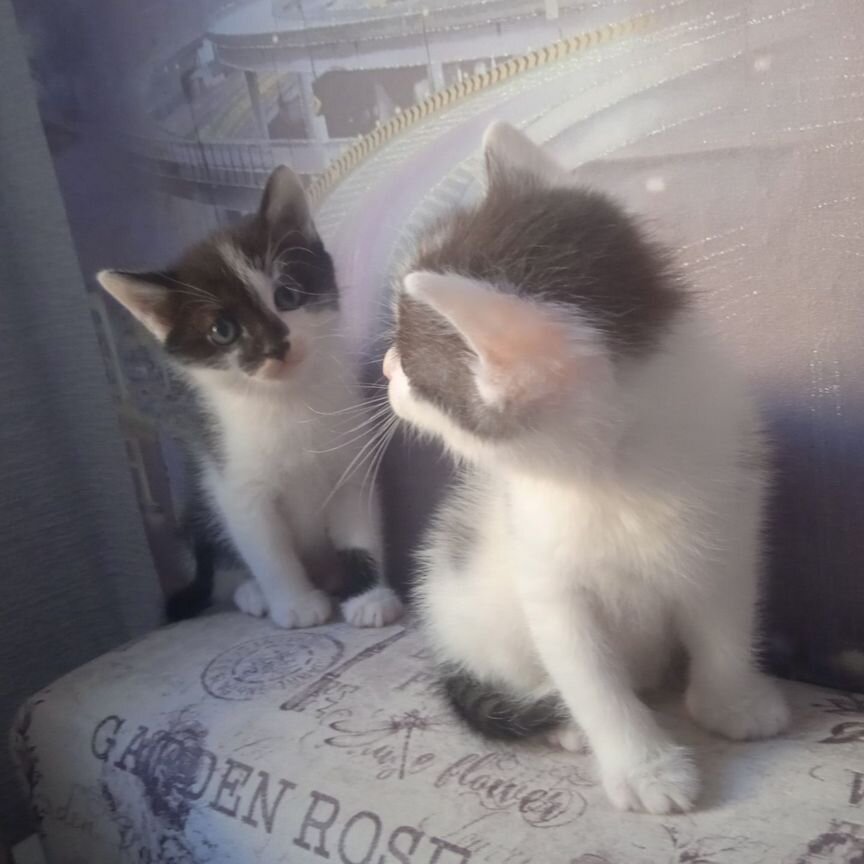 Котёнок 1,5 месяца