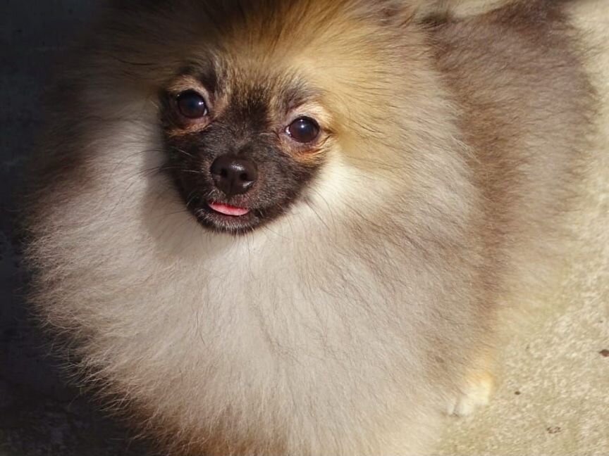 Милая Молли