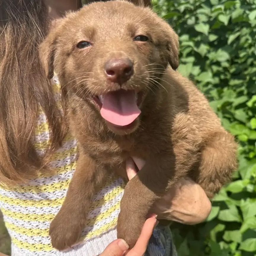 Щенок в добрые руки