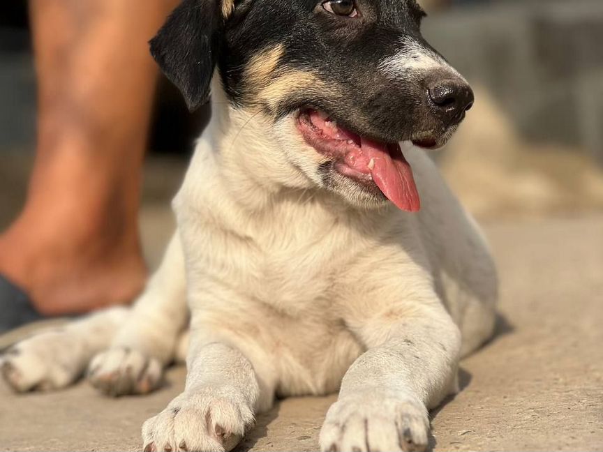 Собака в добрые руки