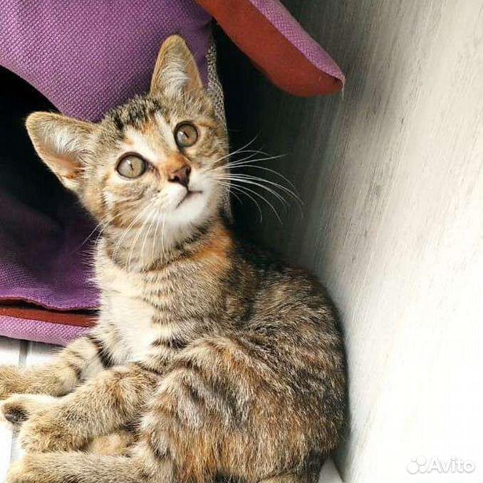 Милая Шаня., 3 месяца