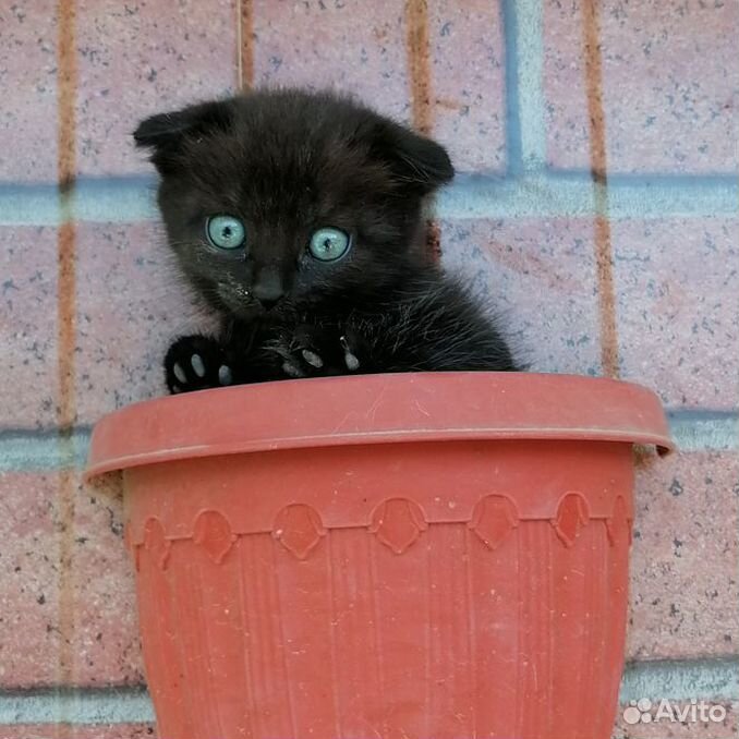 Британские вислоухие котята