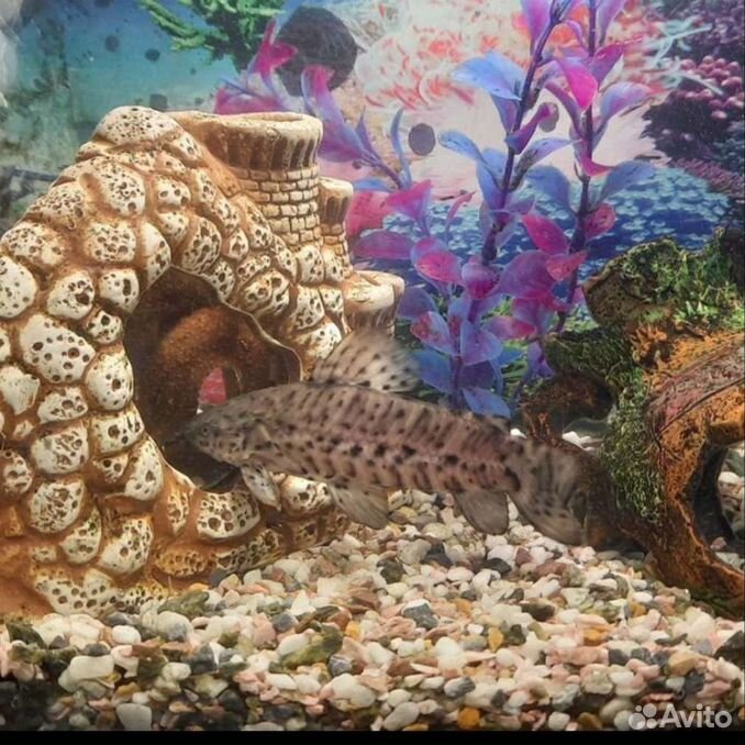 Сом торакатум и тернеция