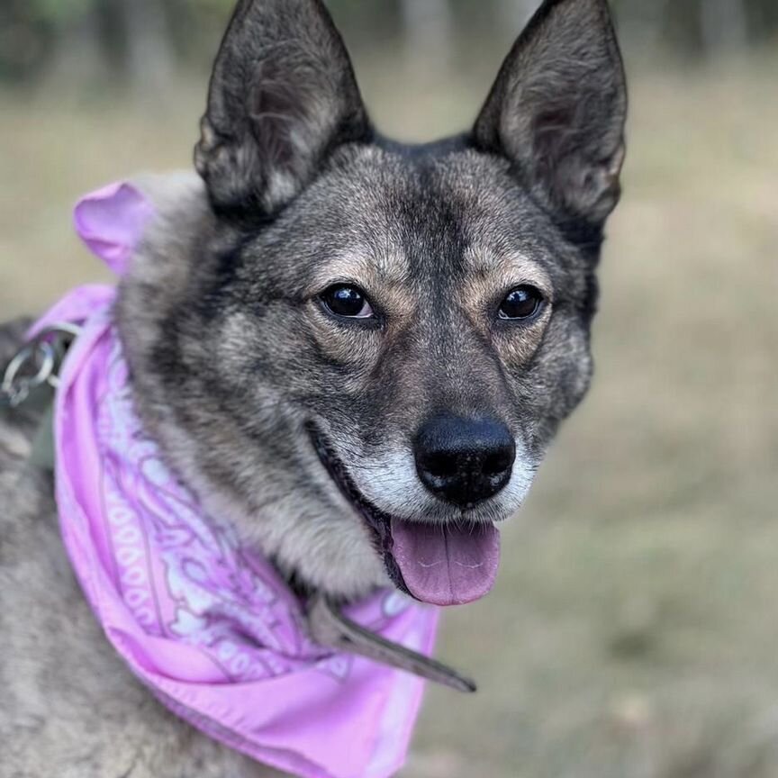 Собака в добрые руки отдам бесплатно