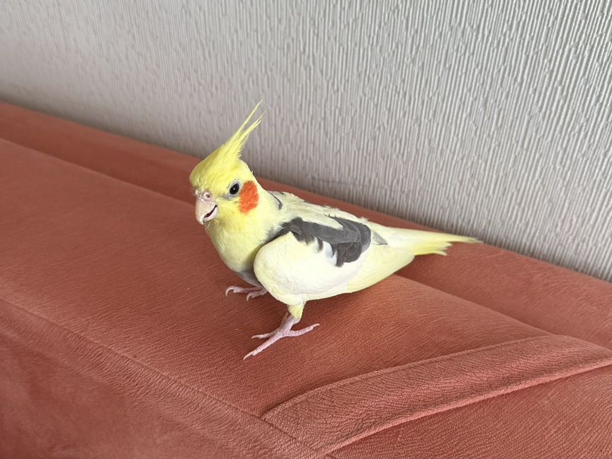 Попугай карелла с клеткой