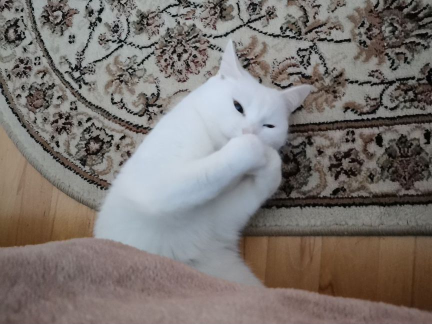 Кошка турецкая ангора