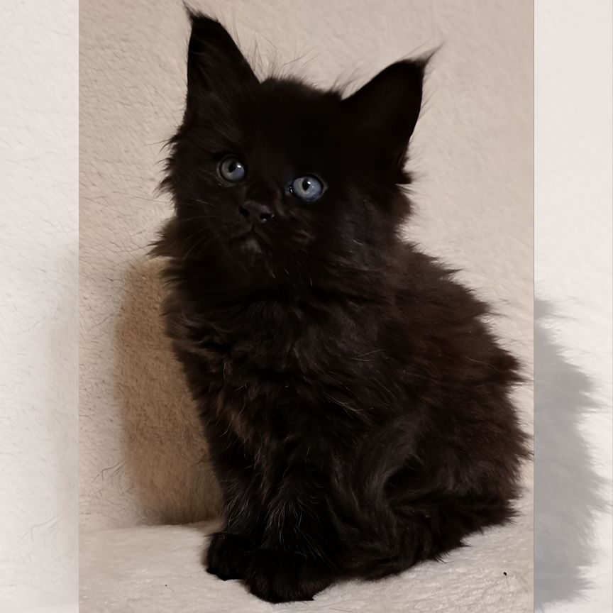 Мейн-кун котёнок