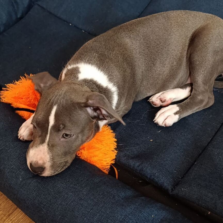 Щенок стаффорда 2 месяца