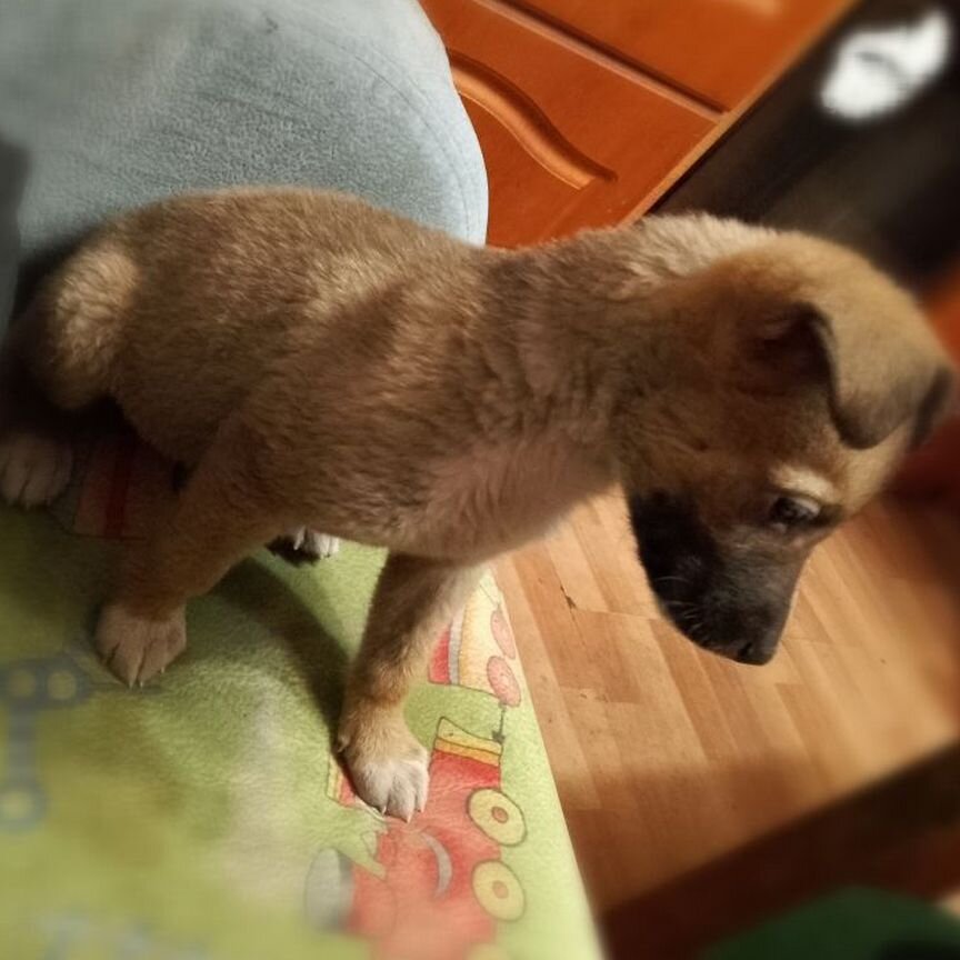 Щенок в добрые руки