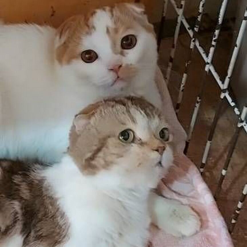 Отдам в добрые руки котиков