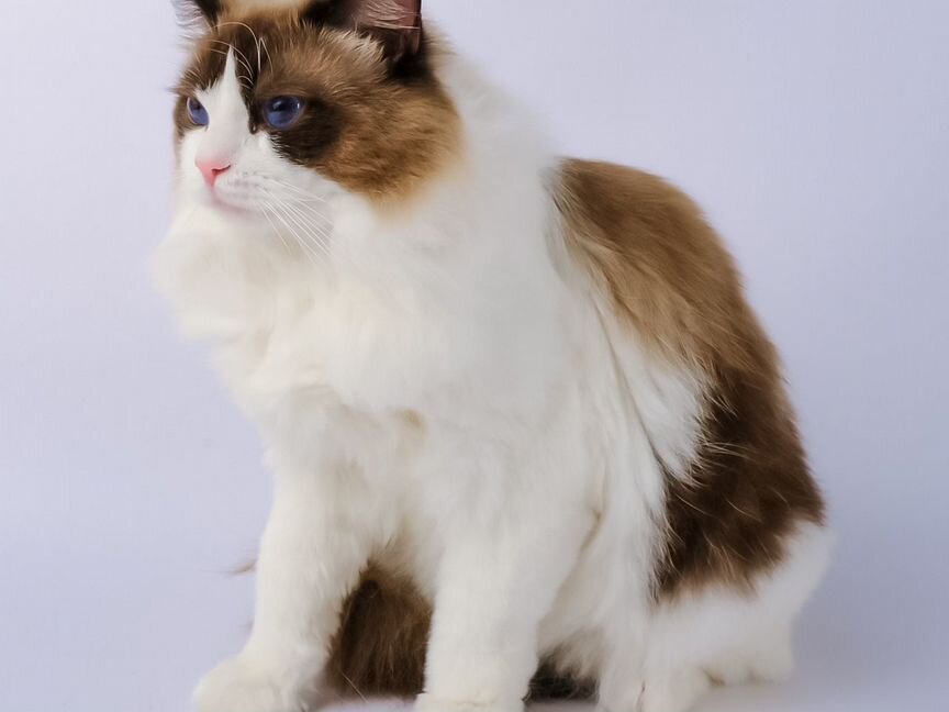 Вязка с котом рэгдолл (Ragdoll)