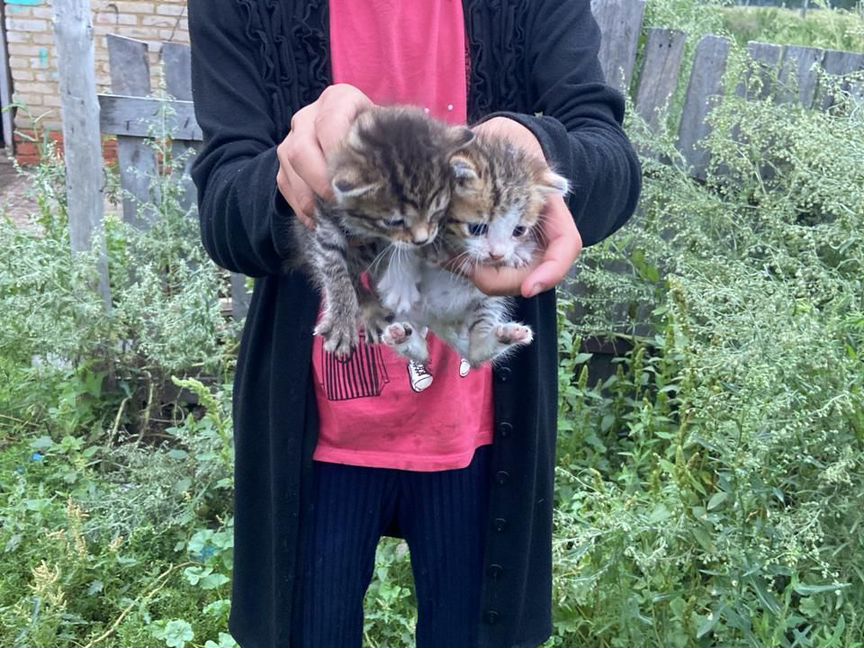 Отдам найденных котят