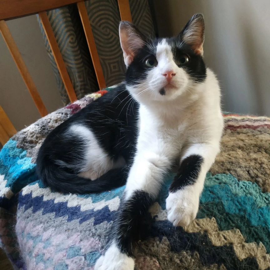 Молодая кошка ищет дом в добрые руки бесплатно