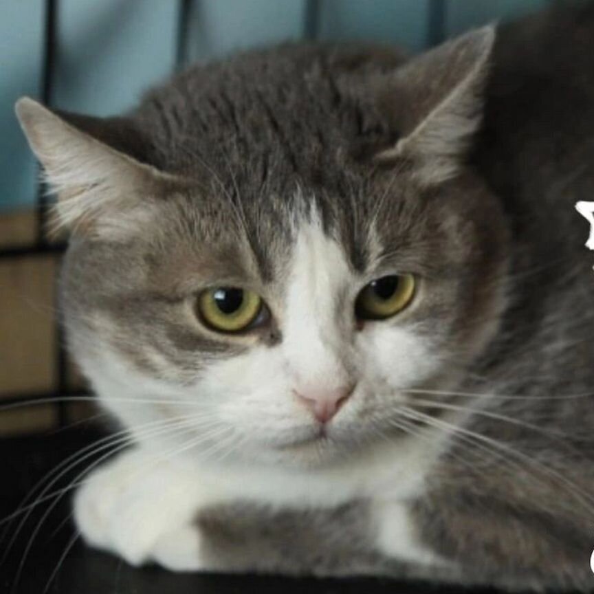 Кошечка Агата в добрые руки