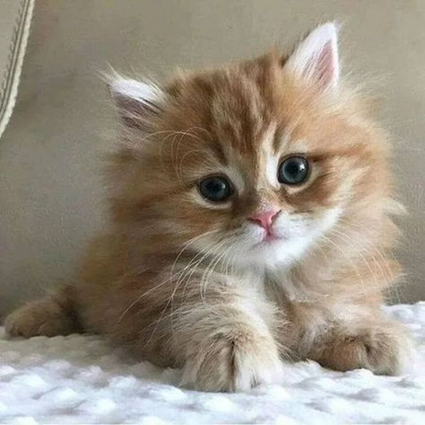 Сибирские котята