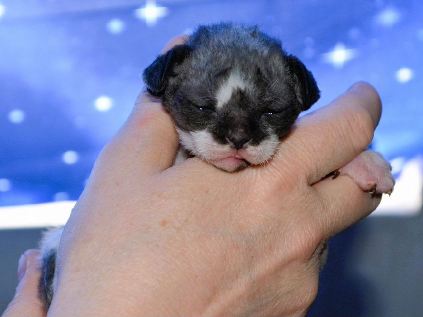 Котята девон рекс