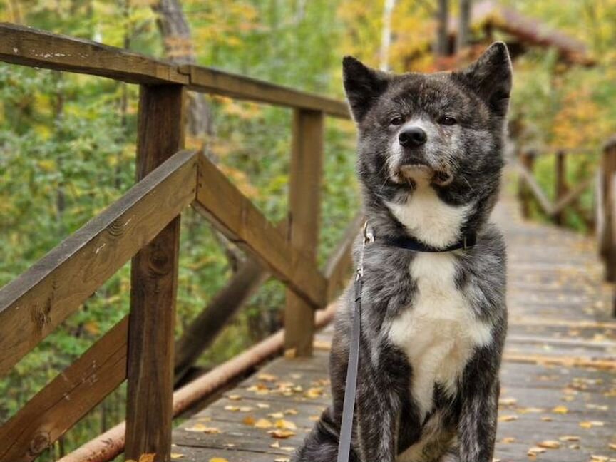 Щенки чистокровные Акита