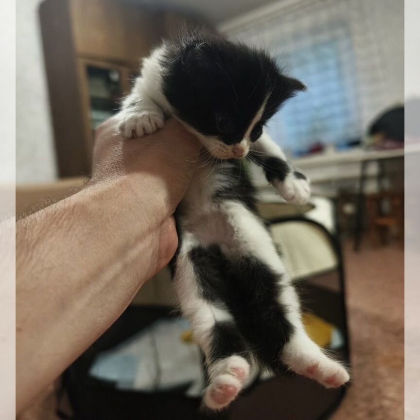 Котёнок в добрые руки