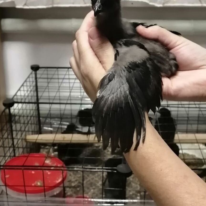 Цыплята ухейилюй