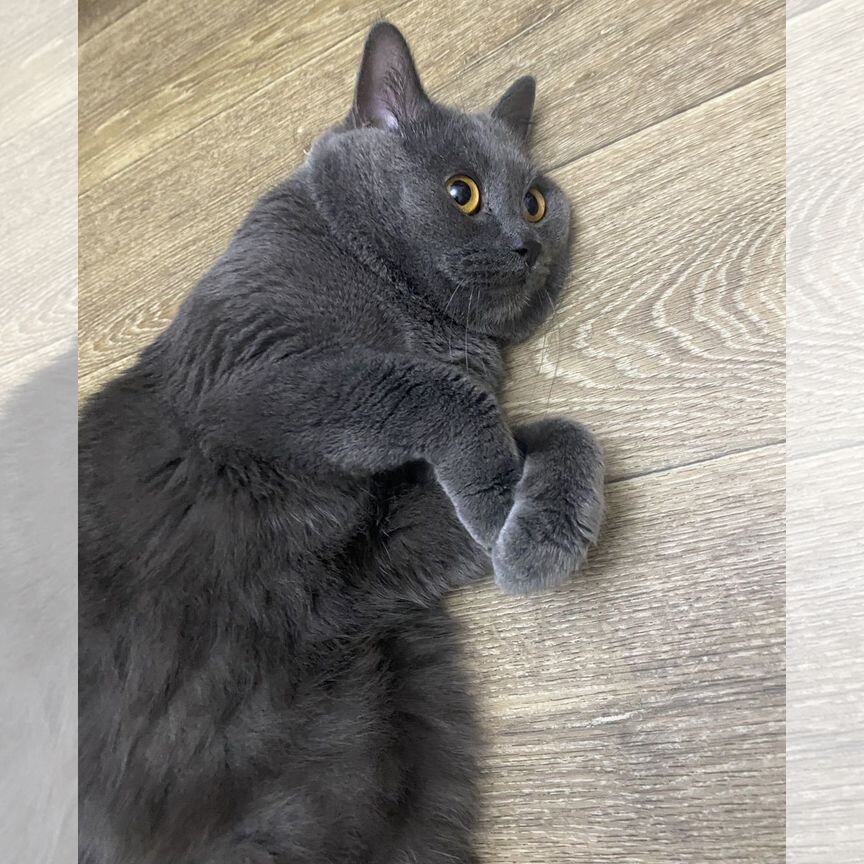 Британский длинношёрстный, взрослый кот