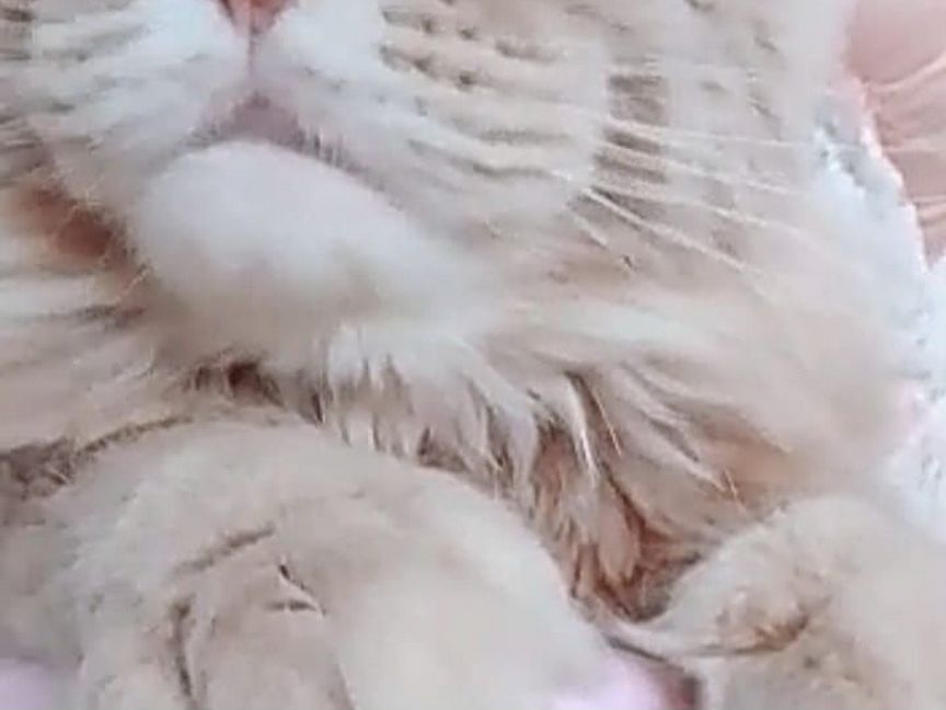 Котята мэйн кун