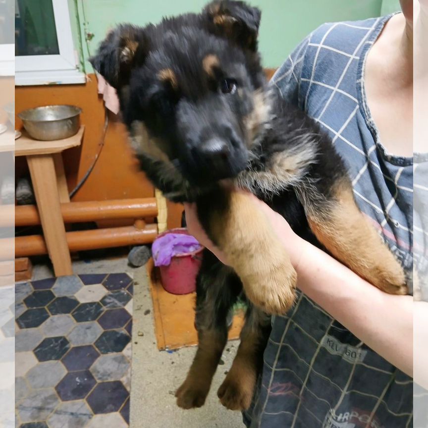 Черная немецкая овчарка