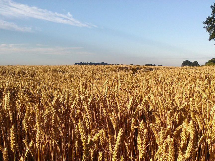 Продам пшеницу фуражную, есть овес