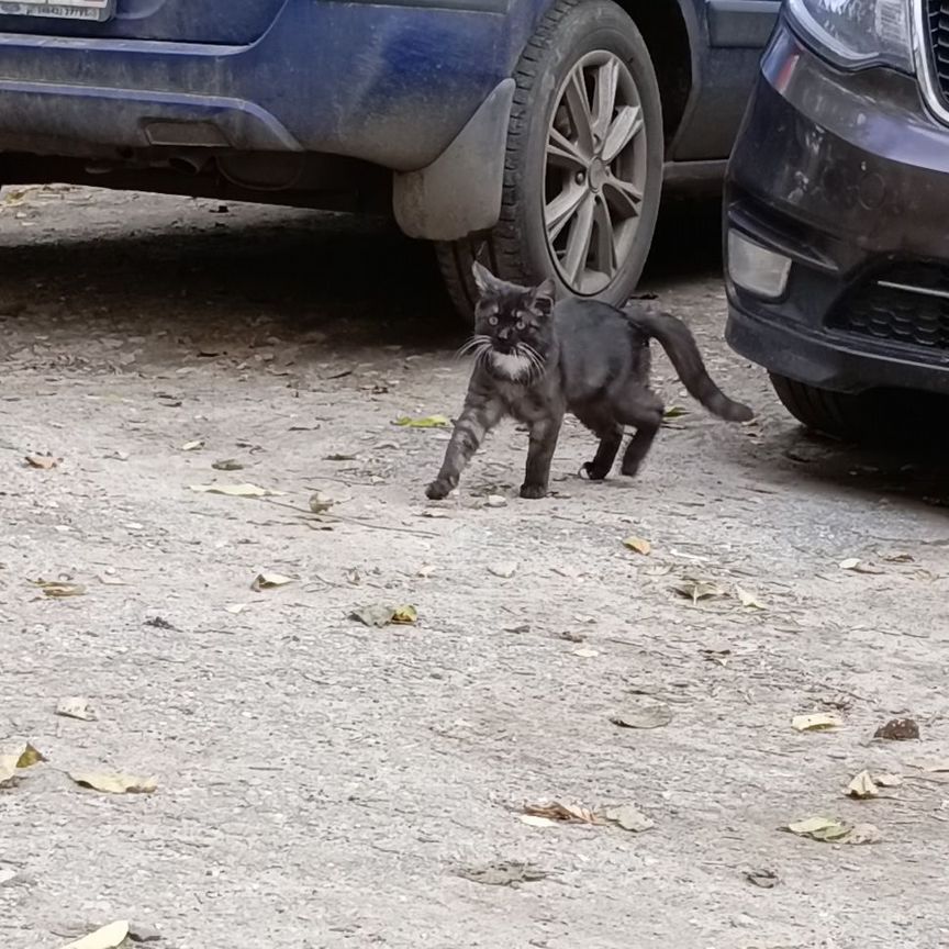 Бездомные котики ищут себе дом