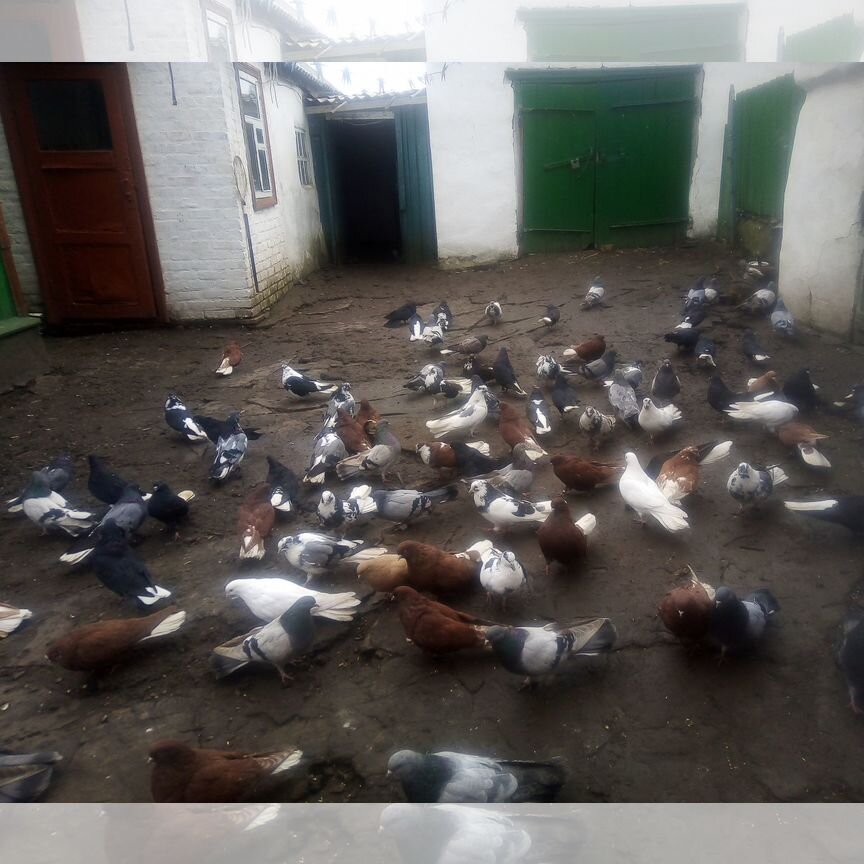 Продажа николаевских голубей