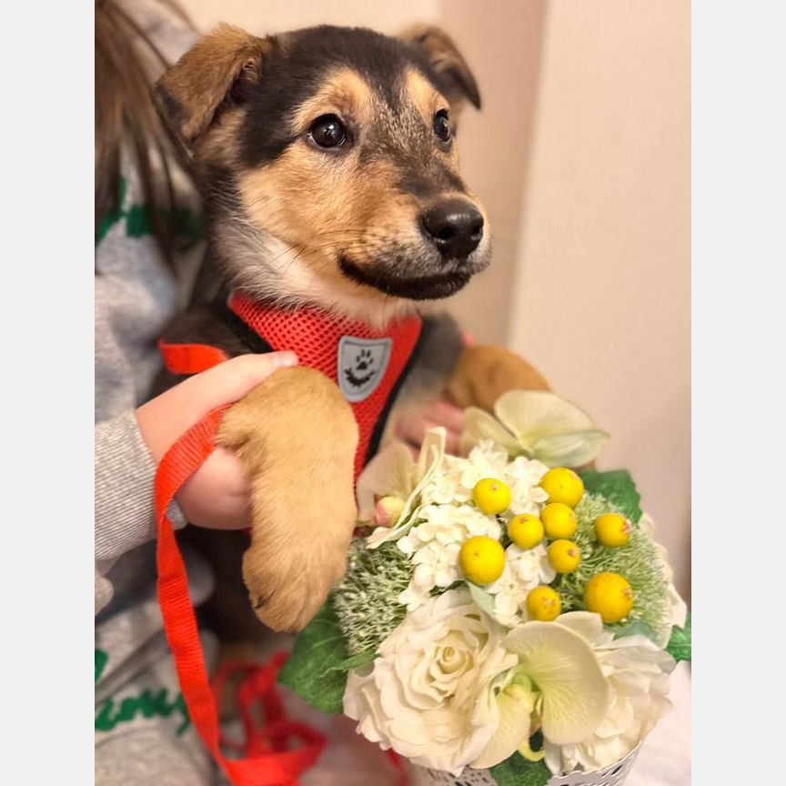 Щенок, мальчик, 3 месяца