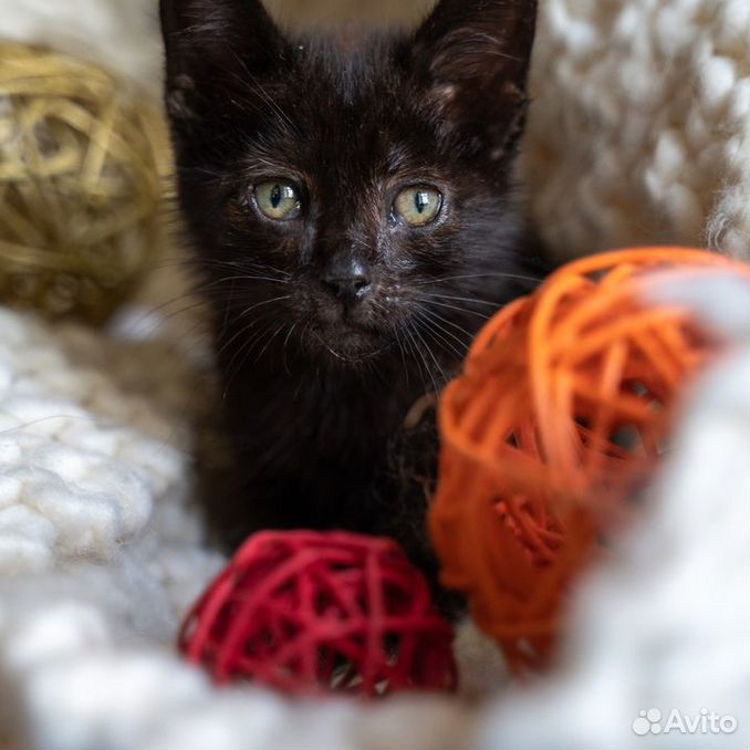 Котенок Миша