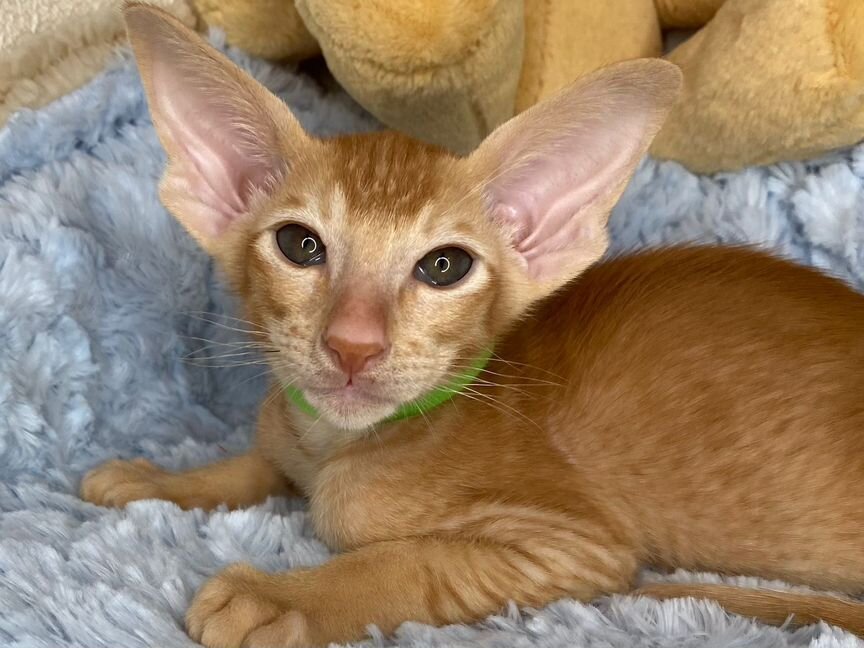 Ориентальный котенок, мальчик