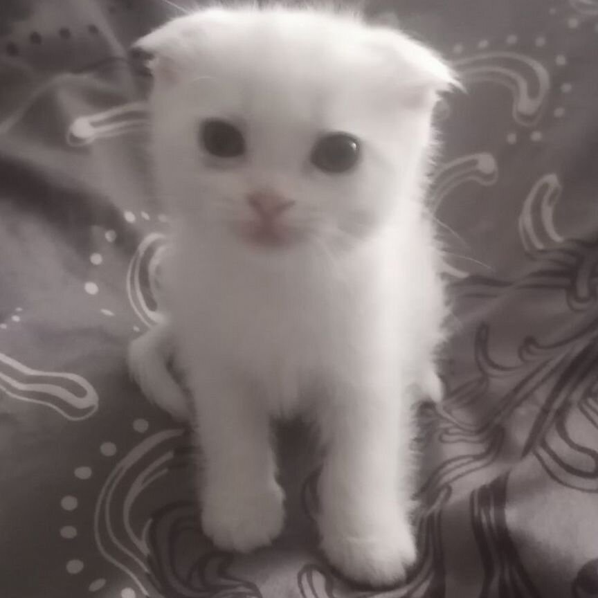 Вислоухие котята в хорошие руки