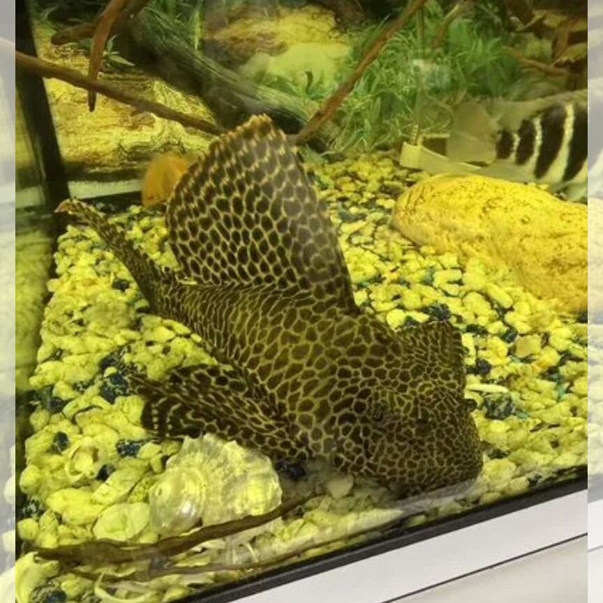 Птеригоплихт парчовый