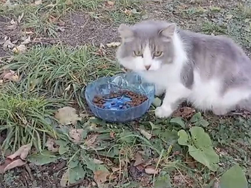 Котик-брошенка