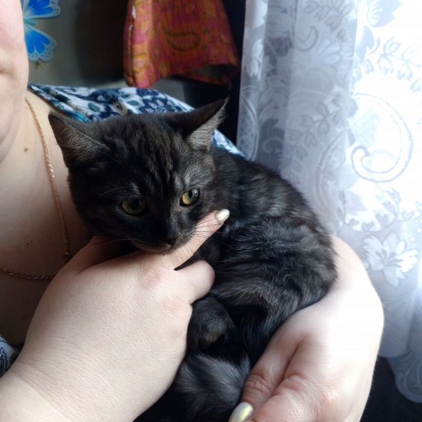 Отдам котят,клотку приучины мама шотландск породы