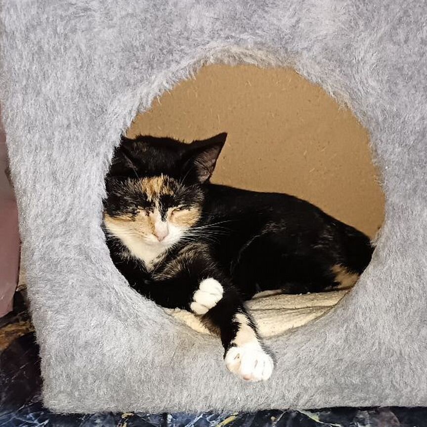 Взрослая, кошка в добрые руки