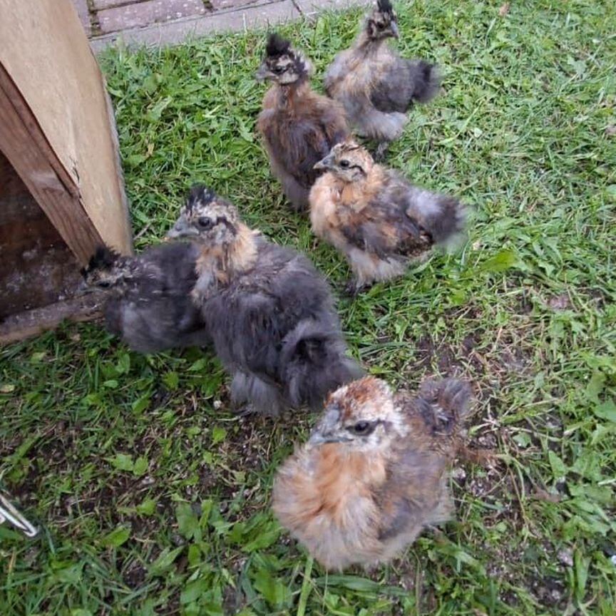 Продам курей