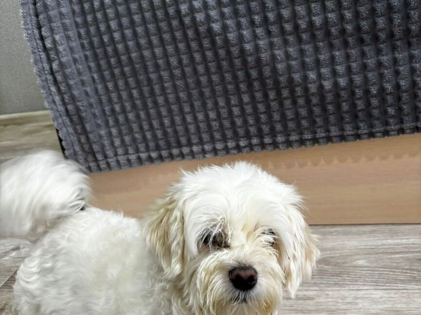 Мальтезе мини болонка с бокументоми