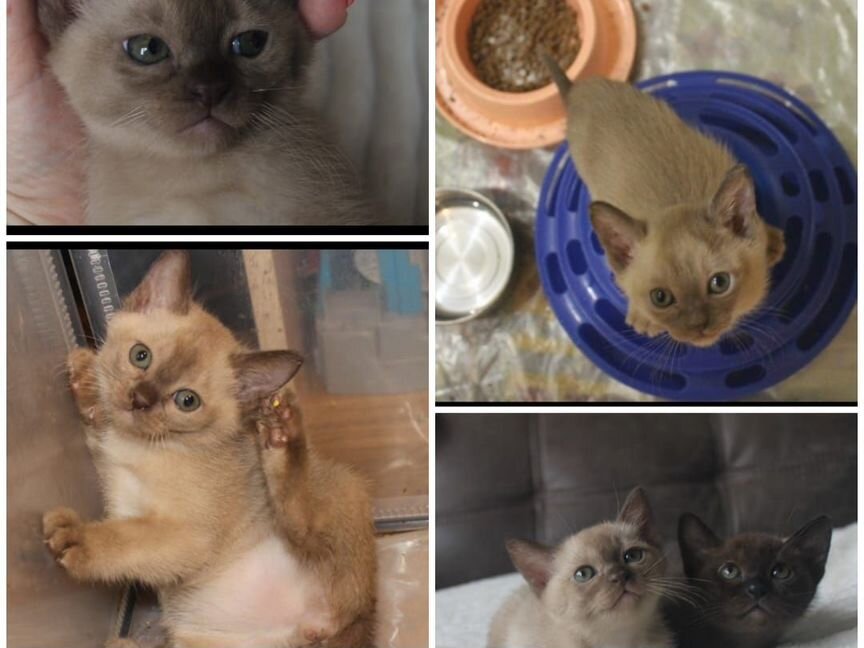 Бурманские котята