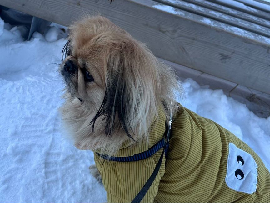 Пекинес в добрые руки