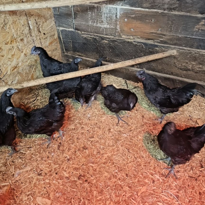 Петухи ухейилюй