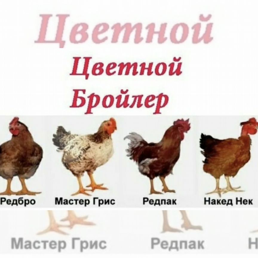 Подрощенный Цв. Фр. Бройлер