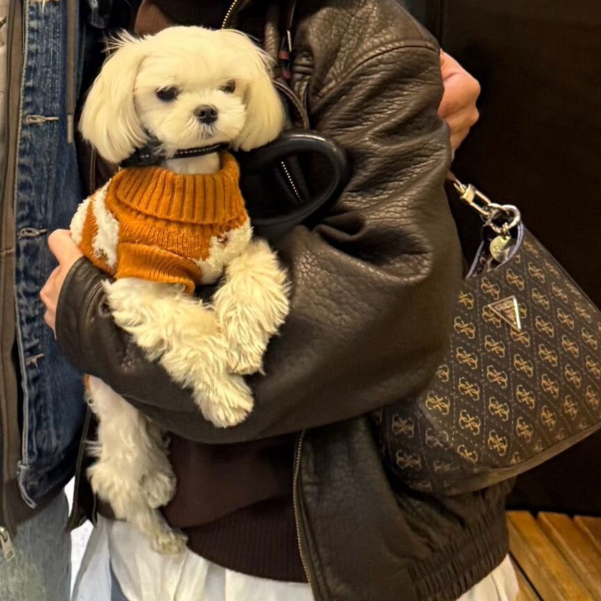 Мальтийская болонка, взрослый пёс