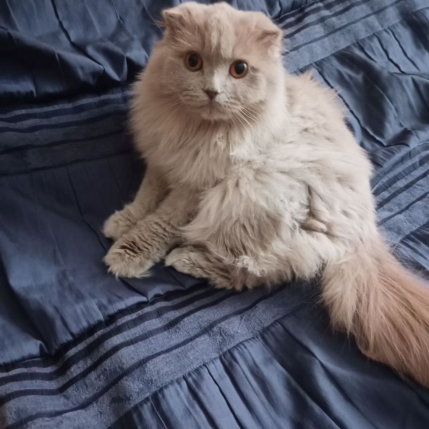Кошка 4 года, Хайленд фолд пристрой