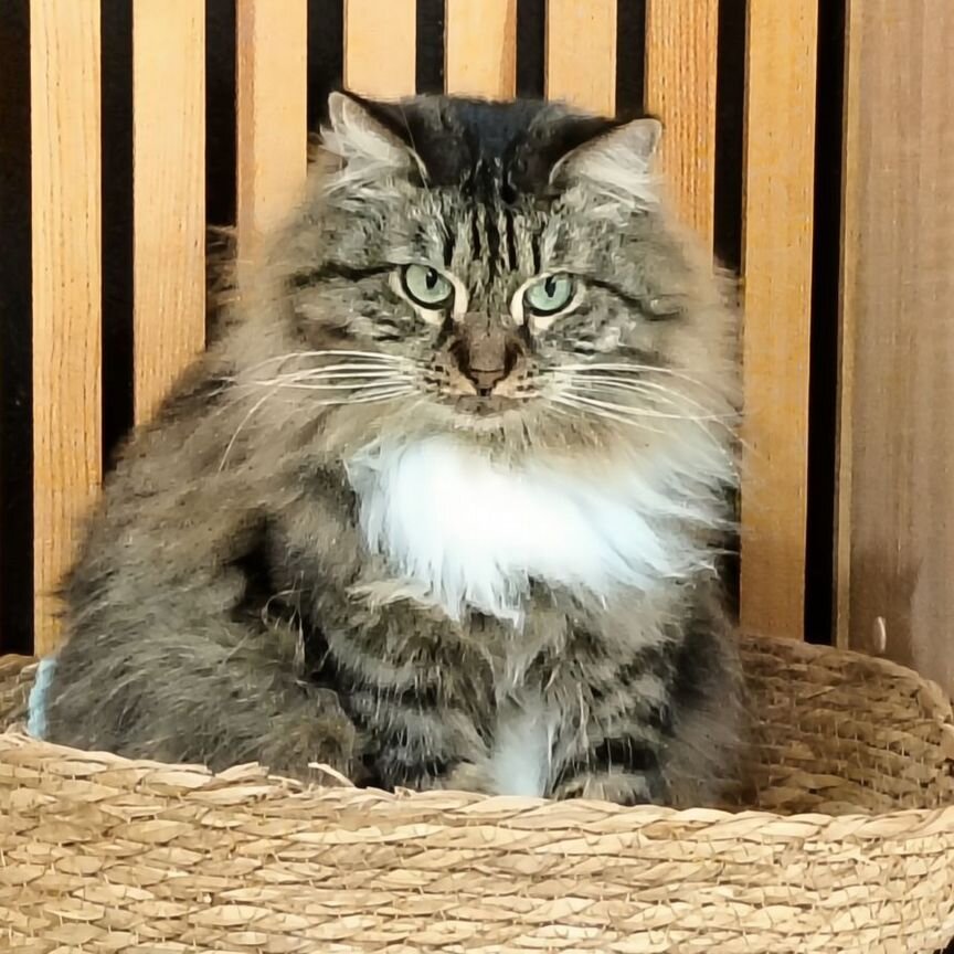 Взрослая, кошка в добрые руки