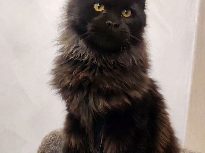 Чёрный котёнок мейн кун