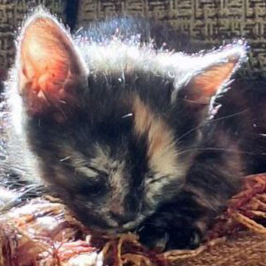 Котёнок девочка в добрые руки