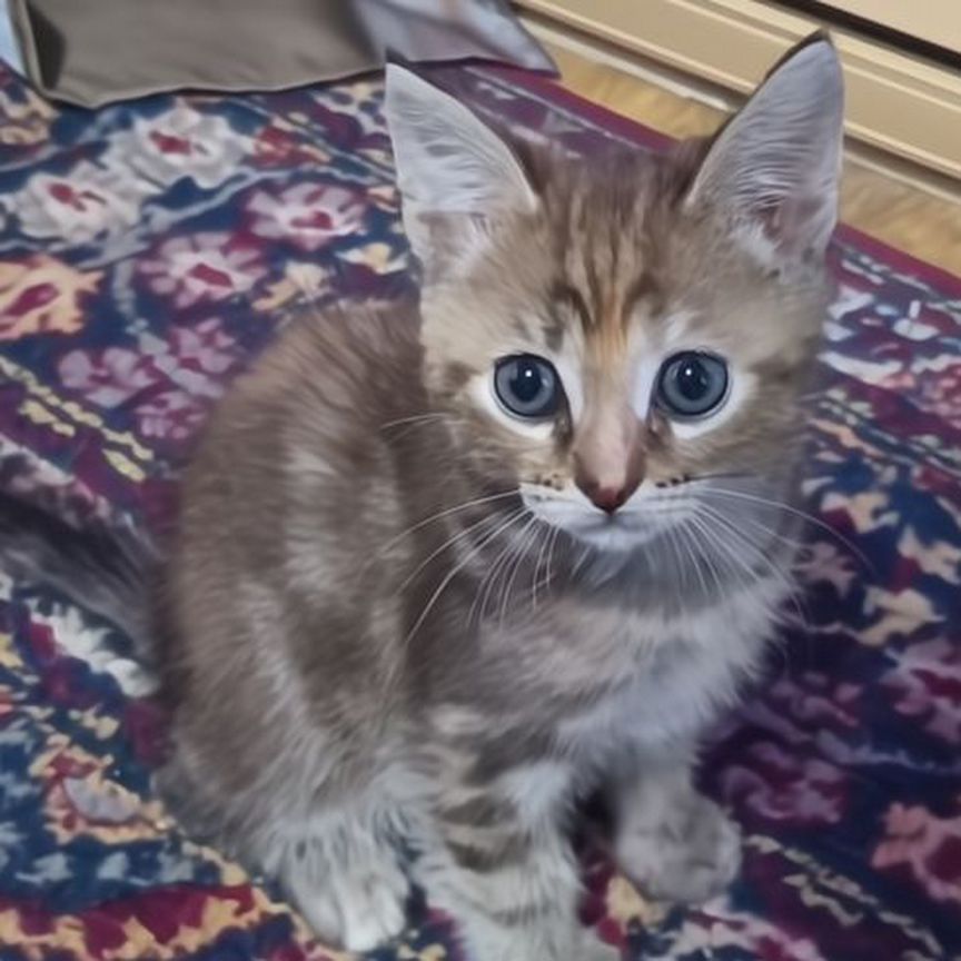 Мейн-кун котёнок