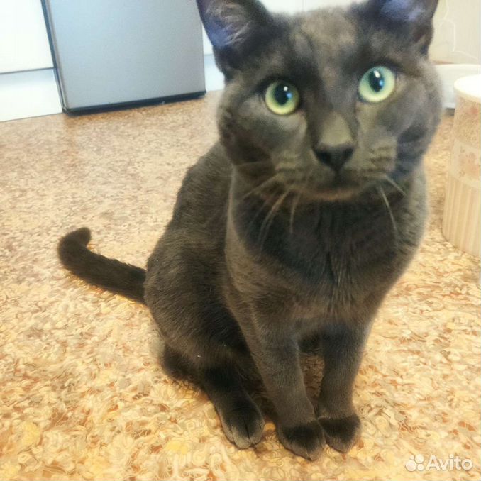 Отдам кота сибирский голубой/мэйнкун